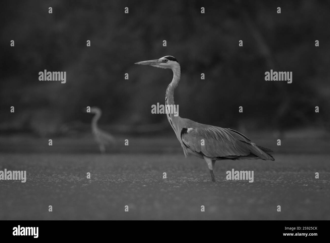 Mono two grey herons in still pond Stock Photo - Alamy