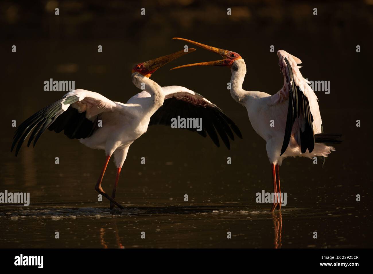 Two wood storks stand hi-res stock photography and images - Alamy