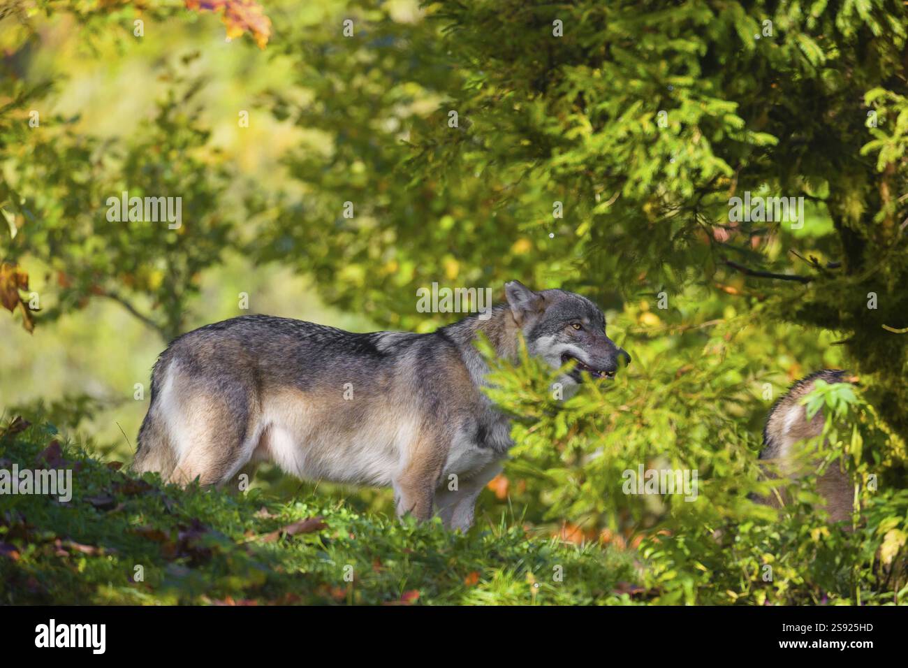 A eurasian gray wolf (Canis lupus lupus) stands under a spruce tree ...