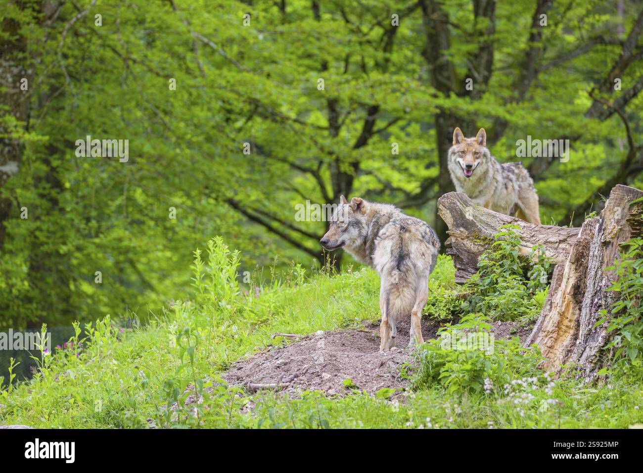 Two eurasian gray wolves (Canis lupus lupus), the alpha couple, are ...