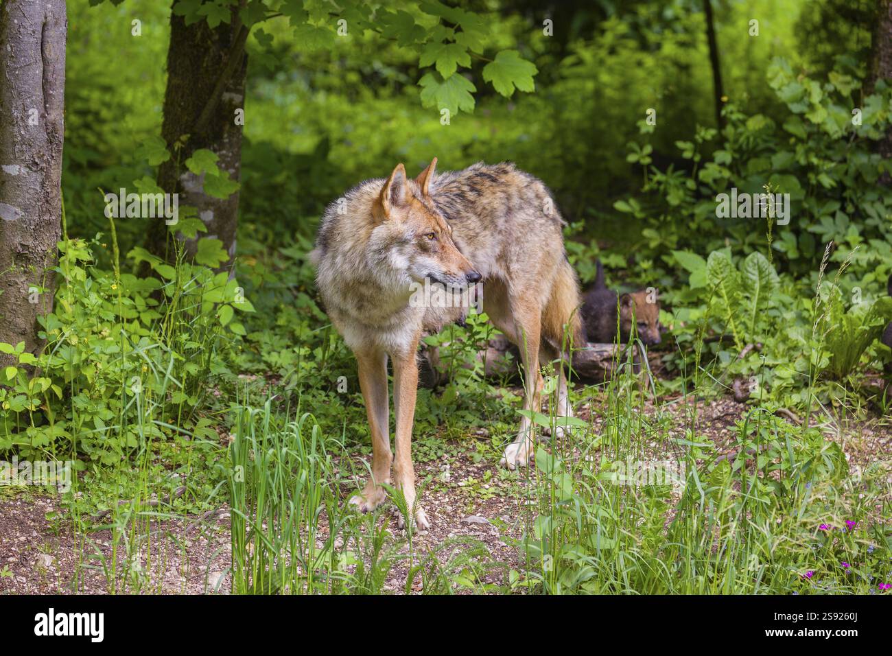 A female Eurasian grey wolf (Canis lupus lupus) and a pup stand in the ...