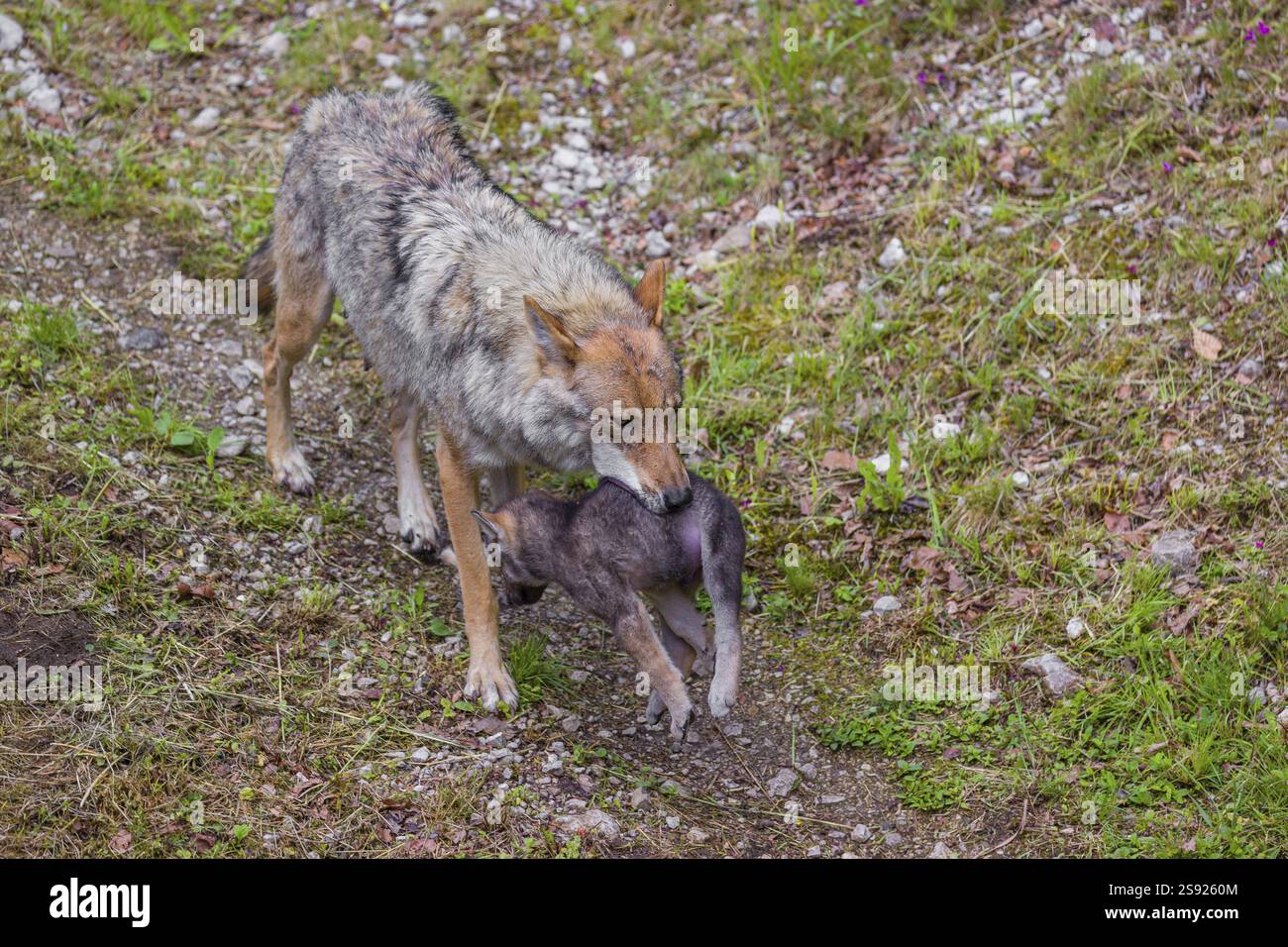 A female eurasian gray wolf (Canis lupus lupus) carries a pup to ...