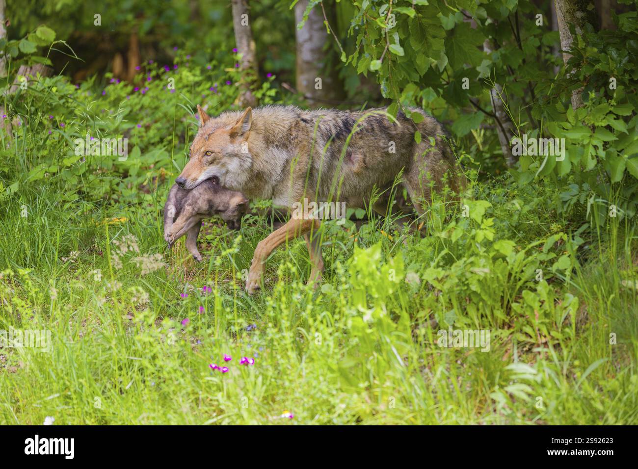 A female eurasian gray wolf (Canis lupus lupus) carries a pup to ...
