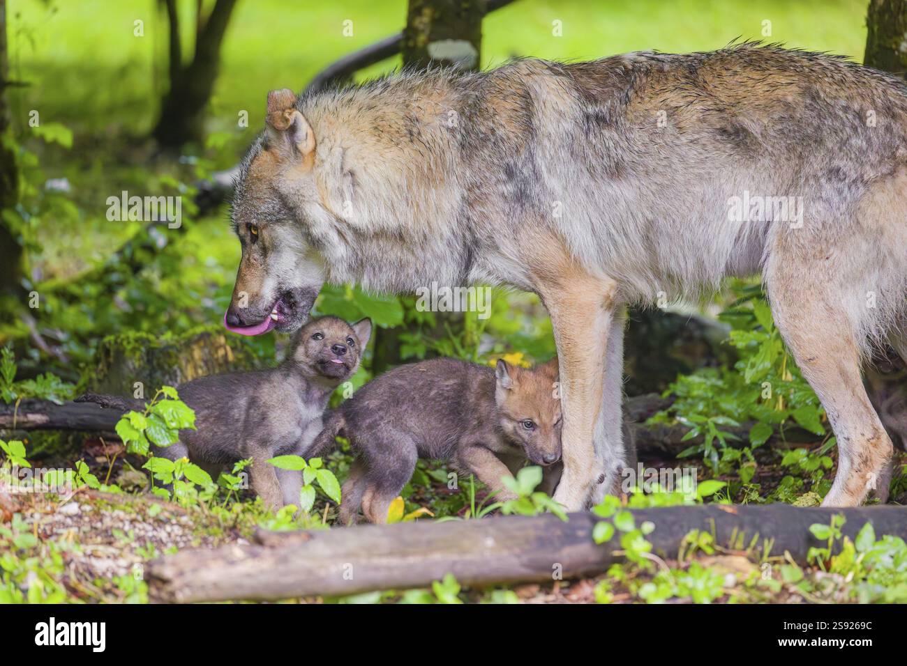 A male Eurasian Grey Wolf (Canis lupus lupus) feeds his pups with meat ...