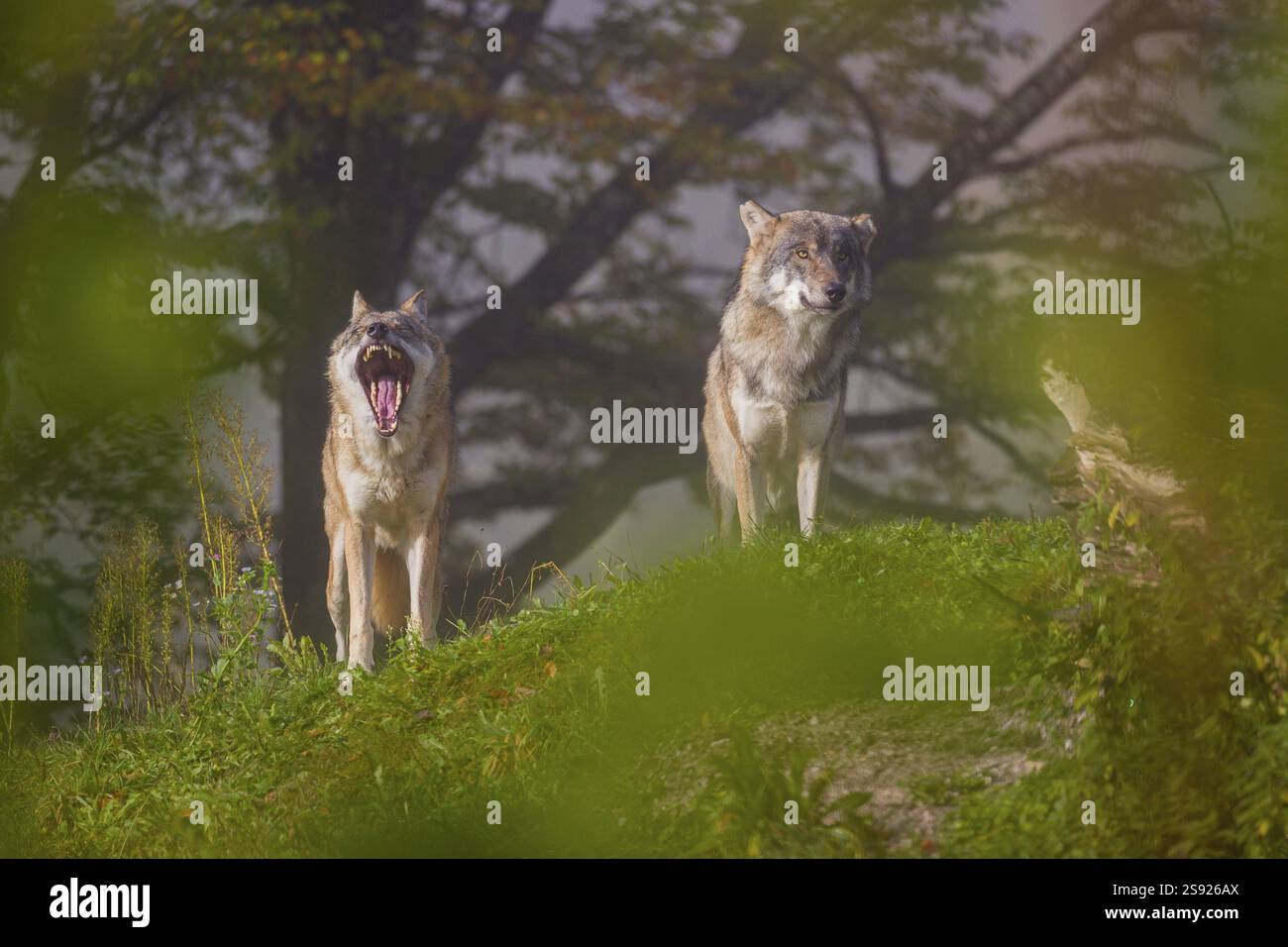Two Eurasian gray wolves (Canis lupus lupus) stand on a foggy day ...