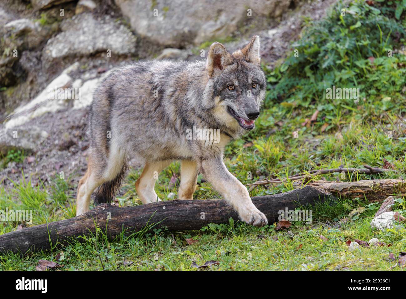A young eurasian grey wolf (Canis lupus lupus) runs across a steep ...