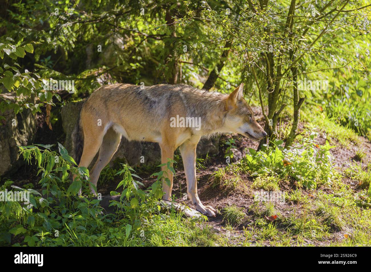 A female gray wolf (Canis lupus lupus) stands at the edge of a forest on a sunny day in ...