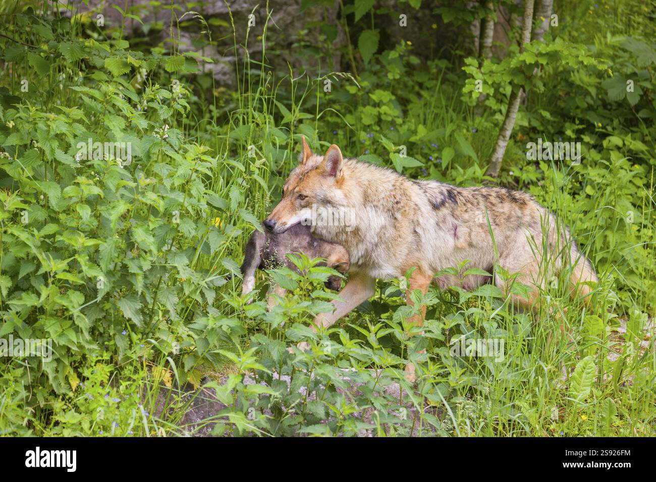 A female eurasian gray wolf (Canis lupus lupus) carries a pup to ...