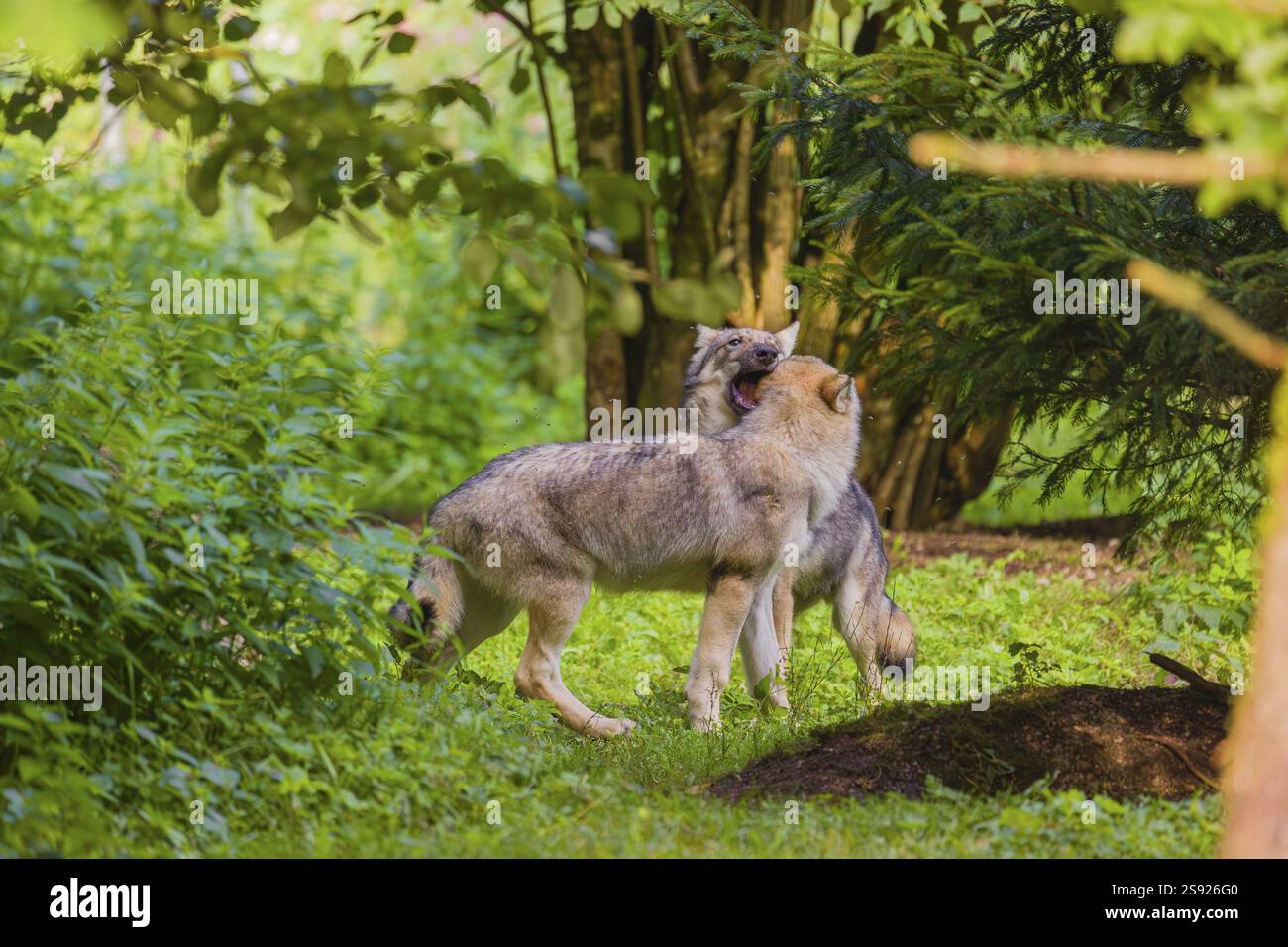 Two grey wolf pups (Canis lupus lupus) at play on a small meadow in a forest Stock Photo - Alamy