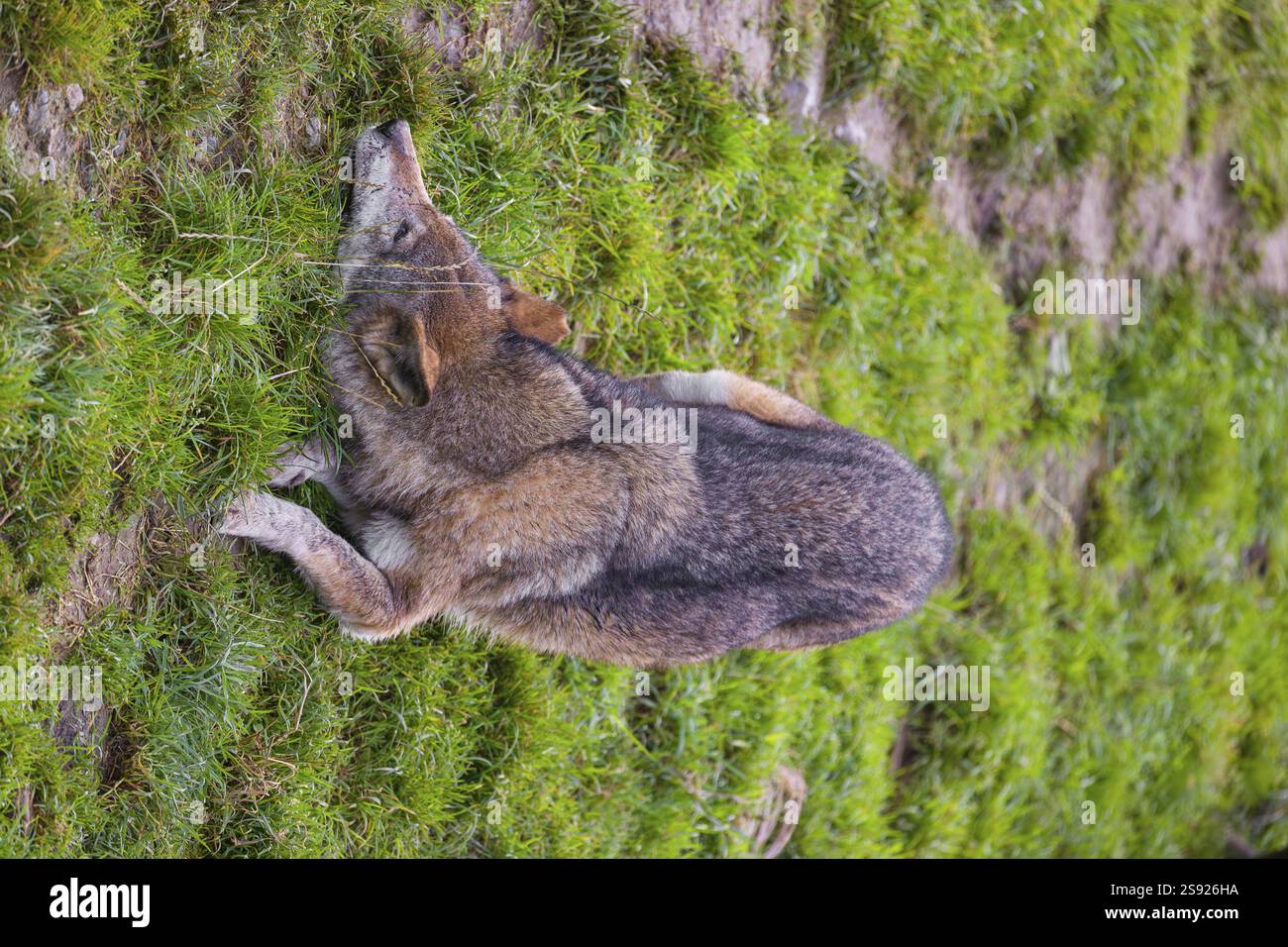 A gray wolf (Canis lupus lupus) rubs his head on a meadow to pick up ...