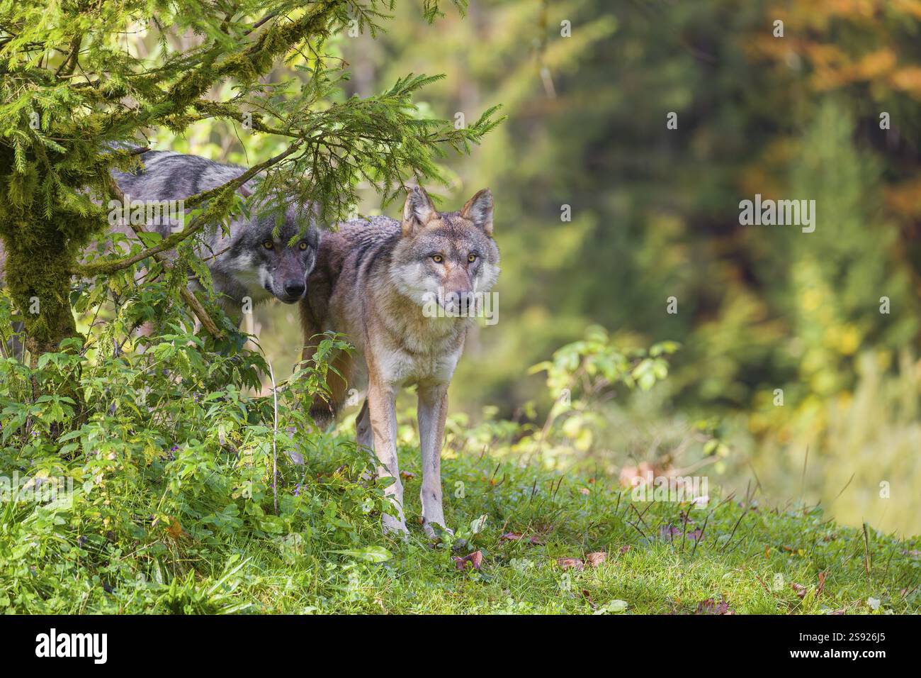 Two eurasian gray wolves (Canis lupus lupus) stand between bushes in a ...
