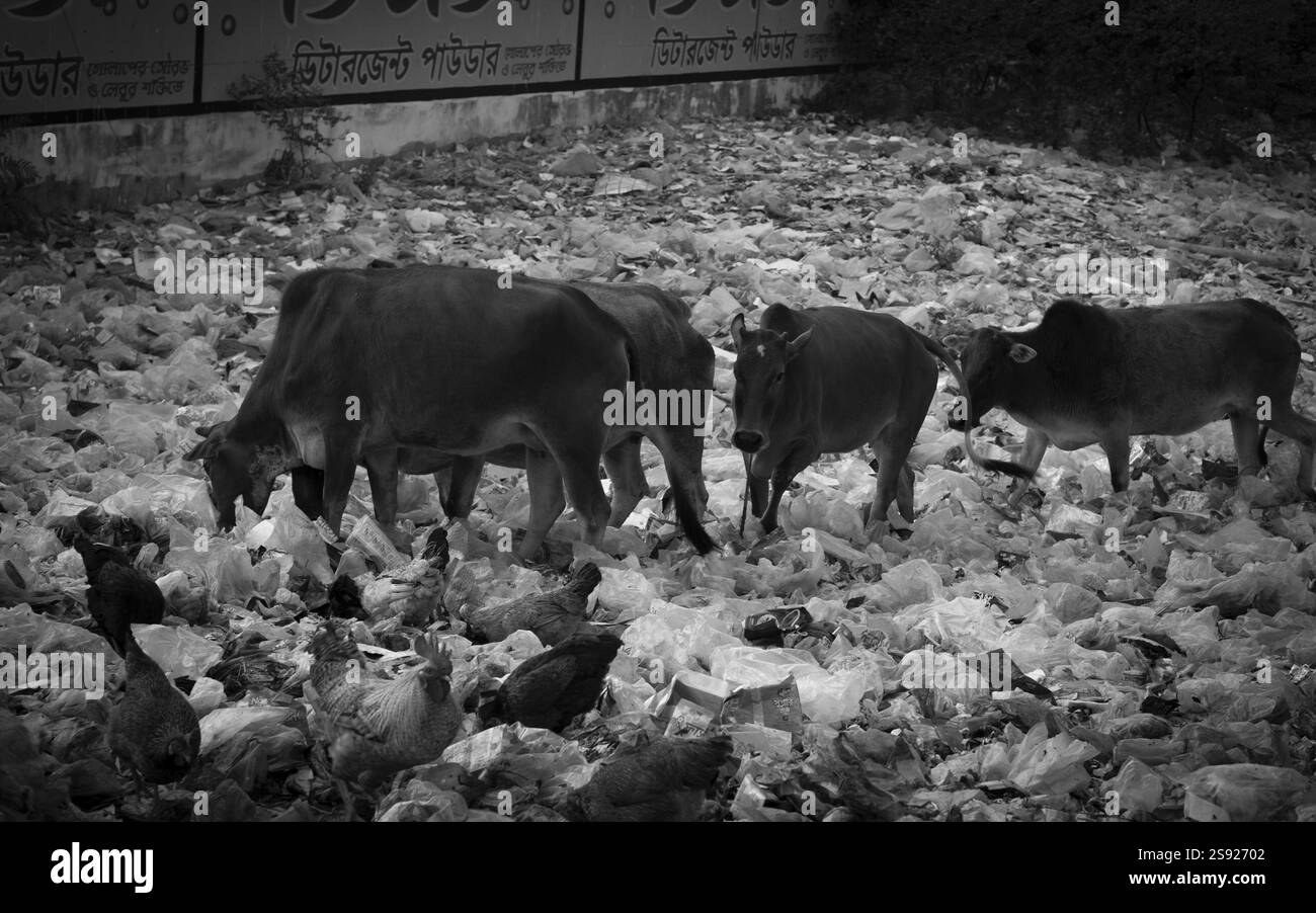 Cows and chickens searched for food in huge piles of garbage. A grim ...