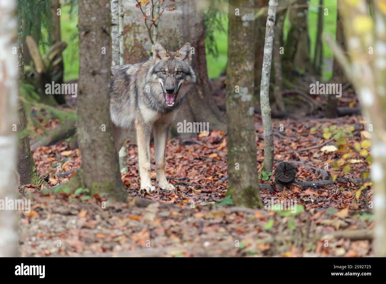 A young grey wolf (Canis lupus lupus) stands in the forest on an overcast day Stock Photo - Alamy
