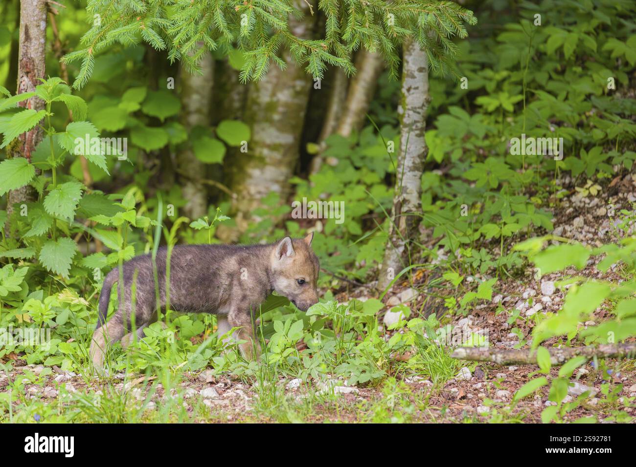 A wolf pups (Canis lupus lupus) runs through dense vegetation at the ...