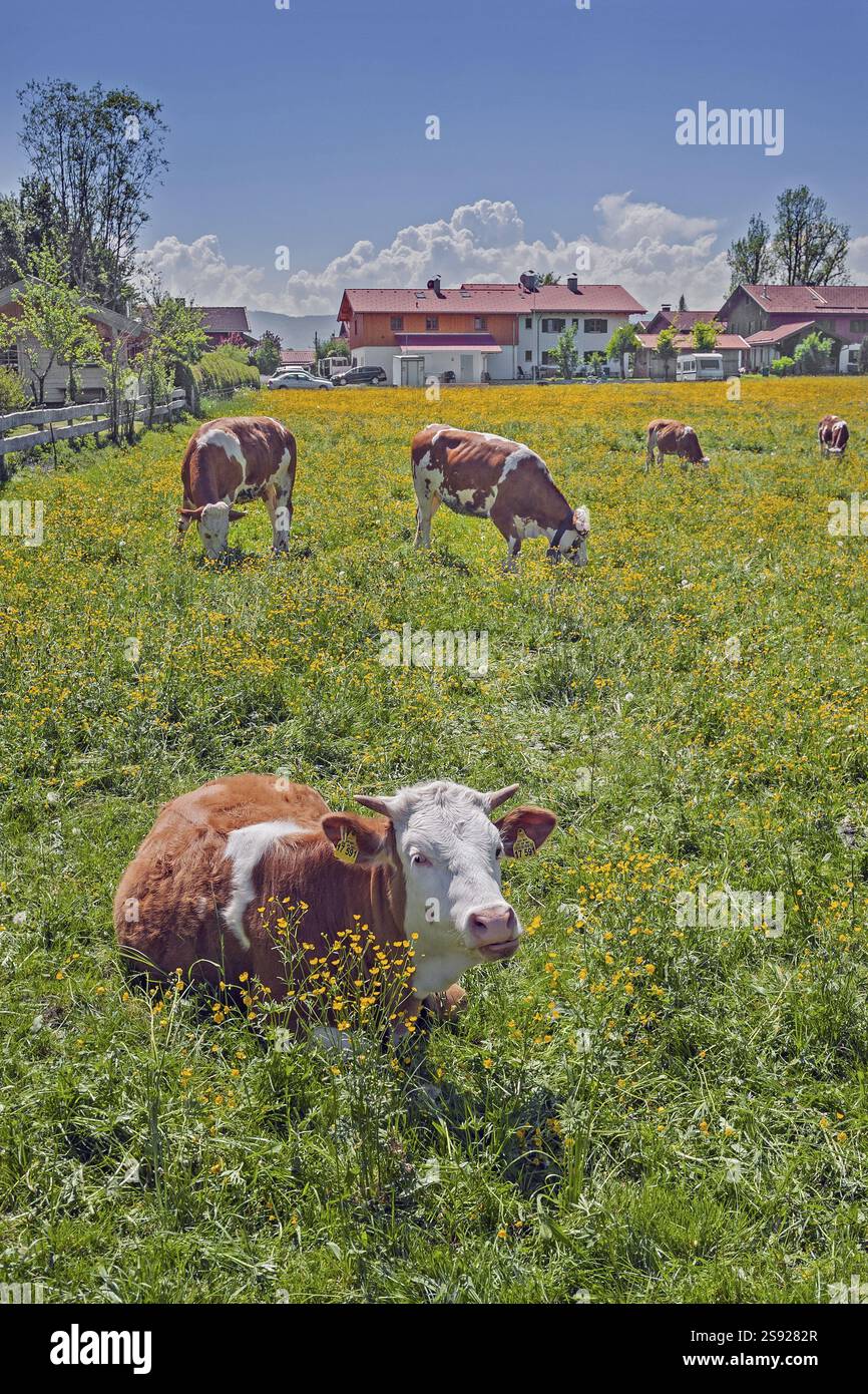 Happy cows, Simmental Fleckvieh in spring meadow, Upper Bavaria ...