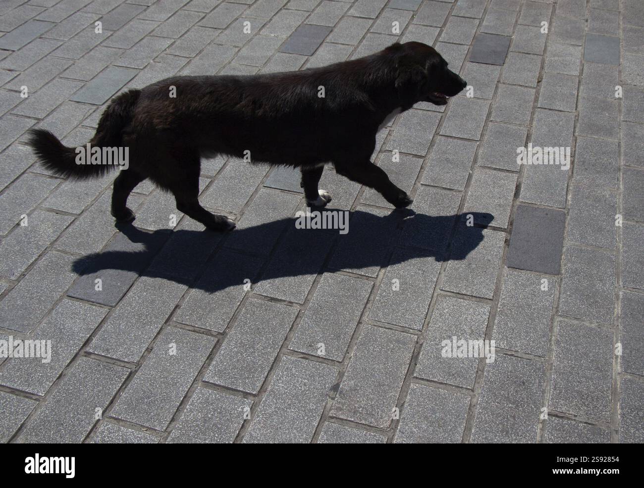 Stray animal issue hi-res stock photography and images - Alamy
