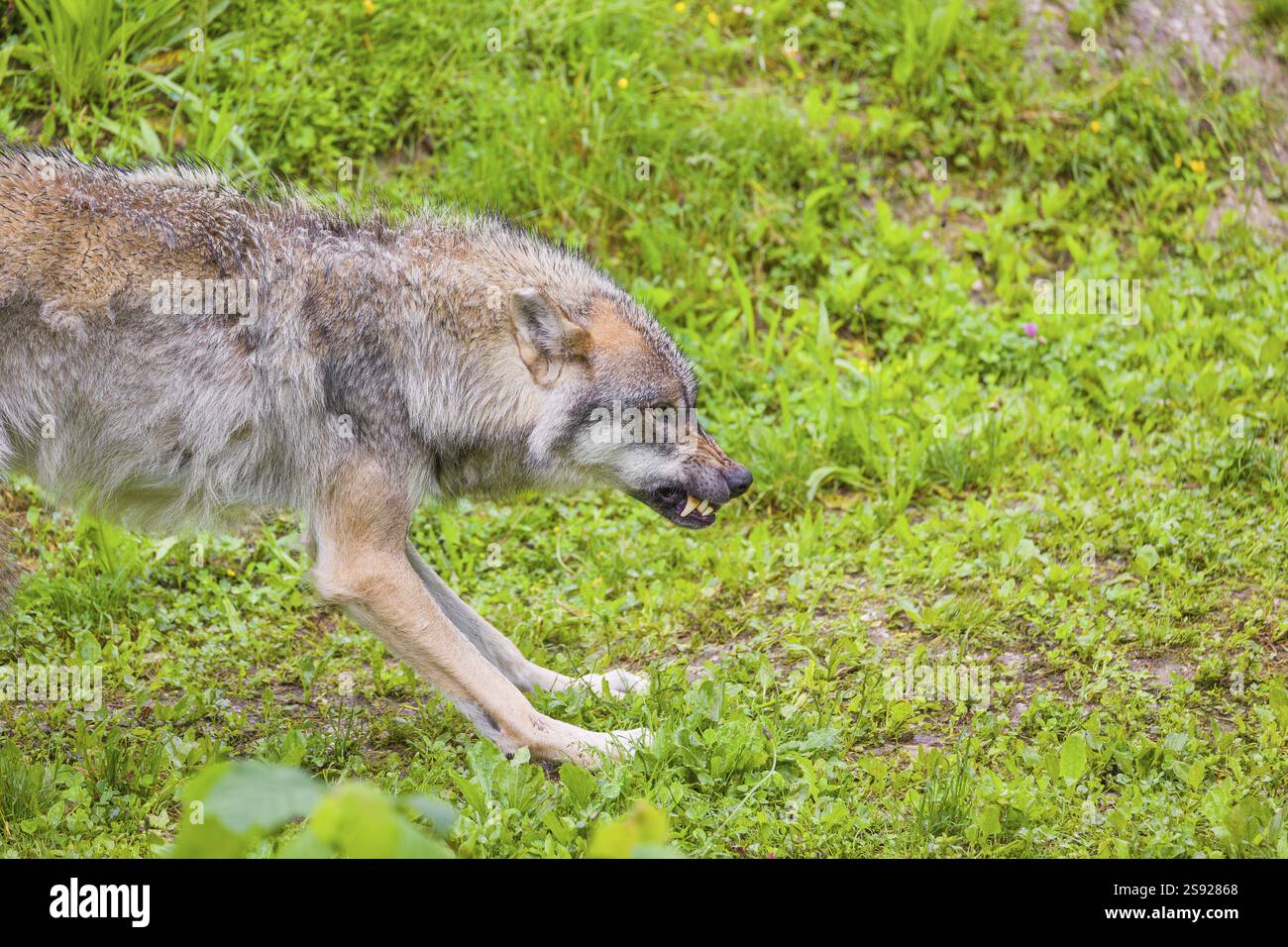 A male gray wolf (Canis lupus lupus) aggressively defends itself ...