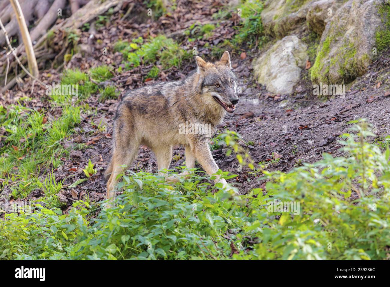 A young eurasian grey wolf (Canis lupus lupus) runs across a steep ...