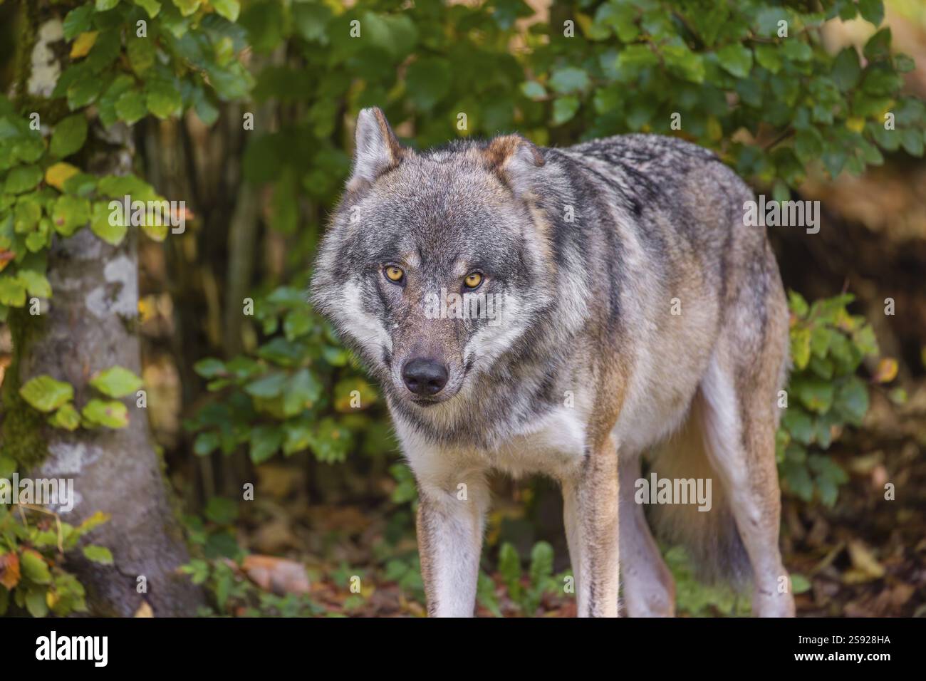 A eurasian gray wolf (Canis lupus lupus) stands at a forest edge Stock Photo - Alamy