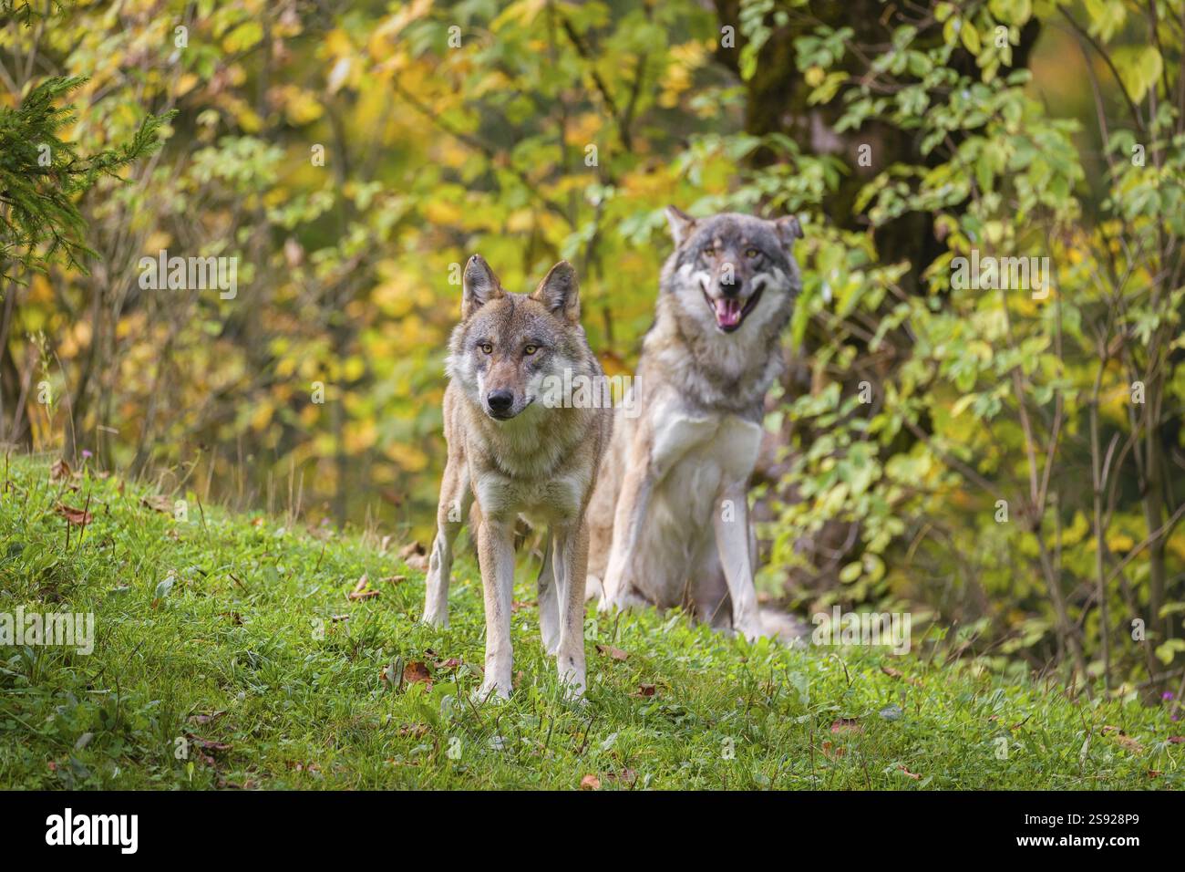 Two eurasian gray wolves (Canis lupus lupus) stand on a meadow on a ...