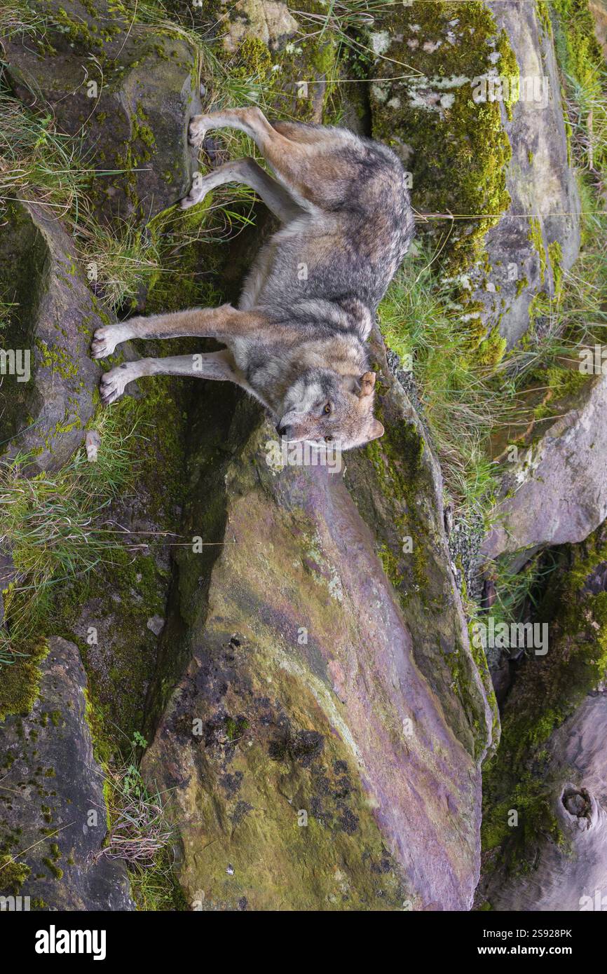 A gray wolf (Canis lupus lupus) passes a small waterfall on a steep ...