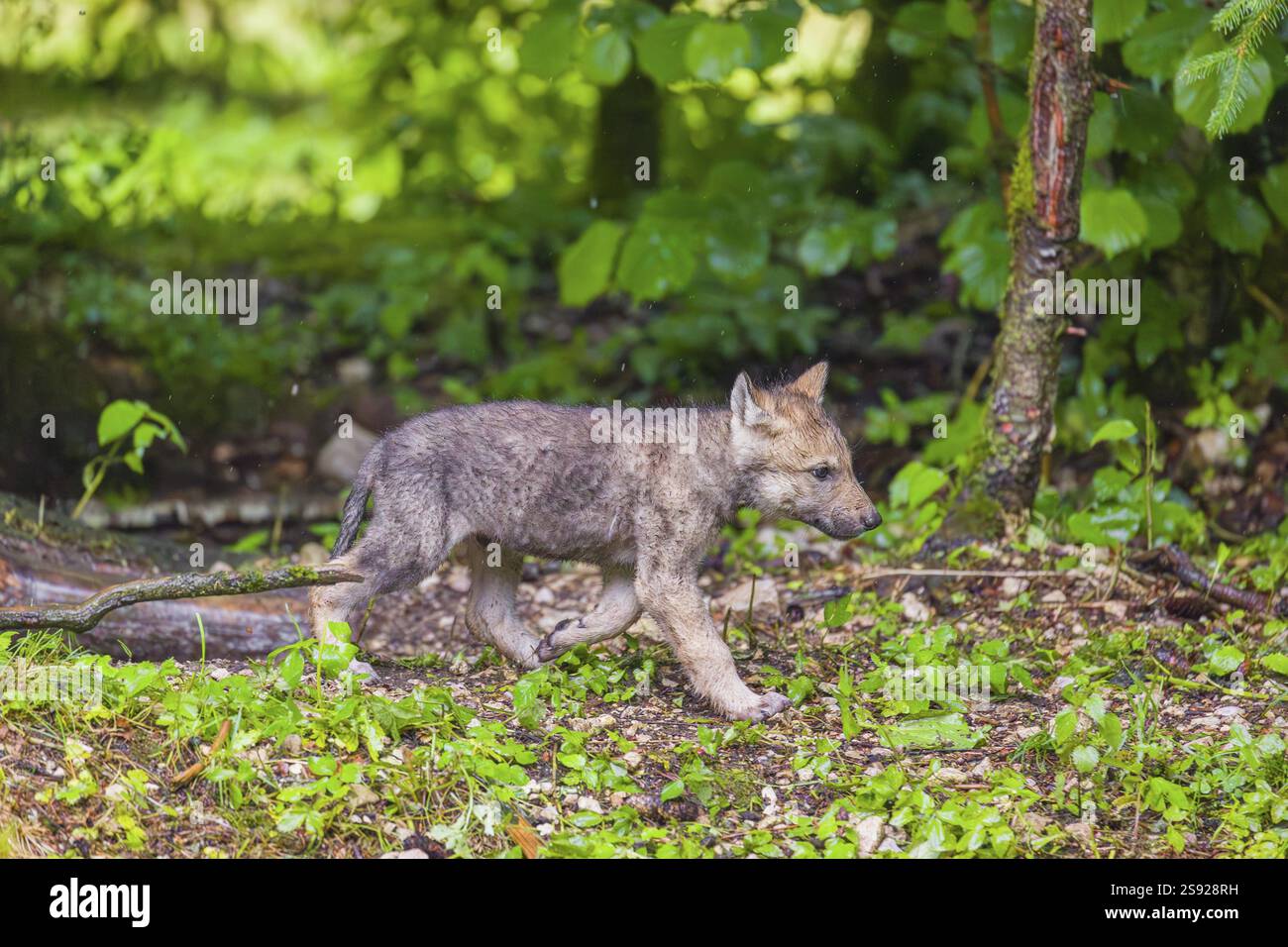 A gray wolf pup (Canis lupus lupus) runs along the edge of a forest on a rainy day Stock Photo ...