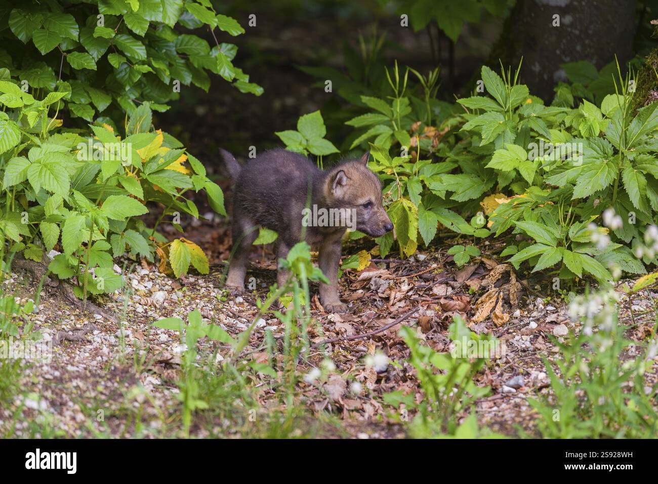 A Eurasian gray wolf (Canis lupus lupus) pup stands in front of its den ...