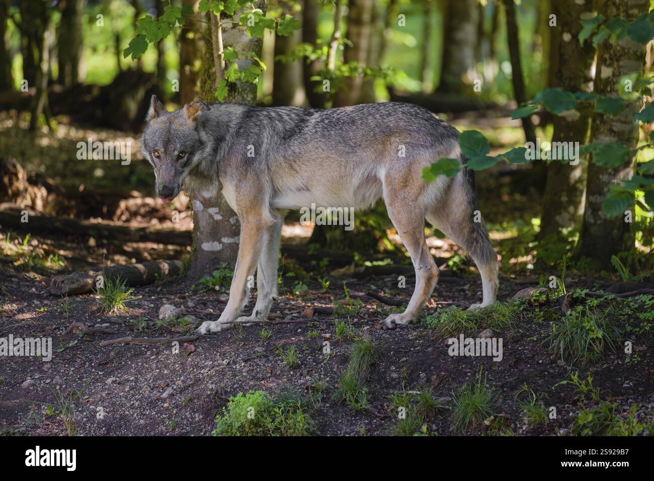 A male gray wolf (Canis lupus lupus) stands at the edge of a forest watching something Stock ...
