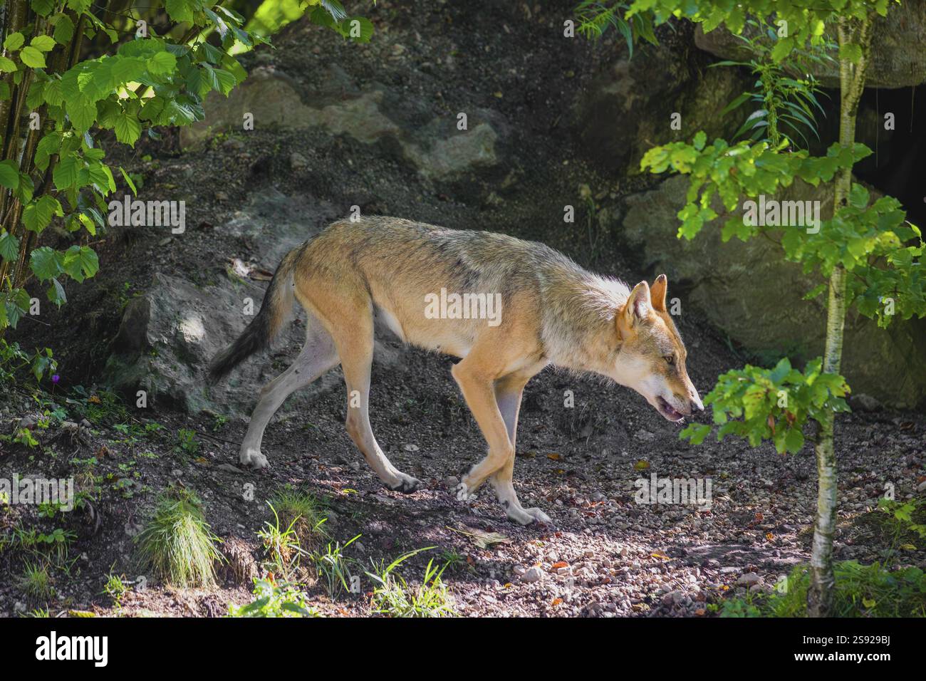 A female grey wolf (Canis lupus lupus) walks past her den in the forest ...