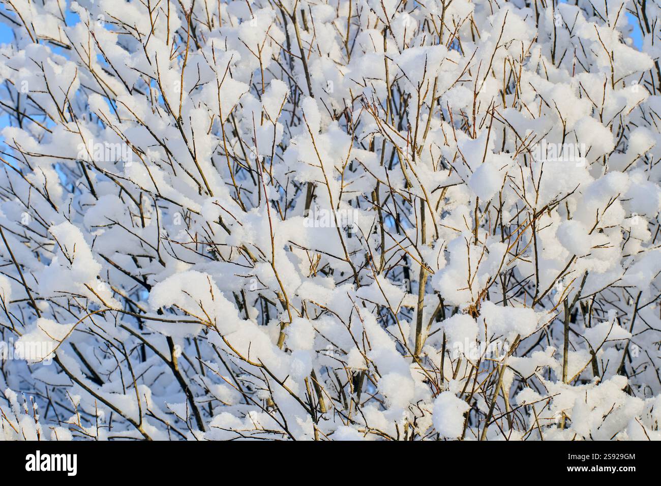 Sticky snow on branches of deciduous trees on winter day Stock Photo ...