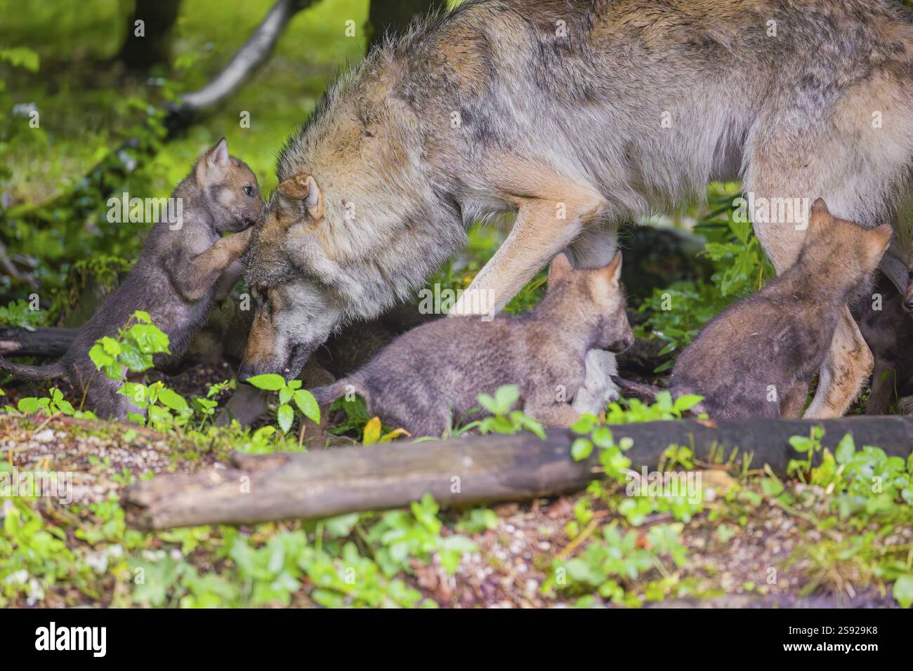 A male Eurasian Grey Wolf (Canis lupus lupus) feeds his pups with meat ...