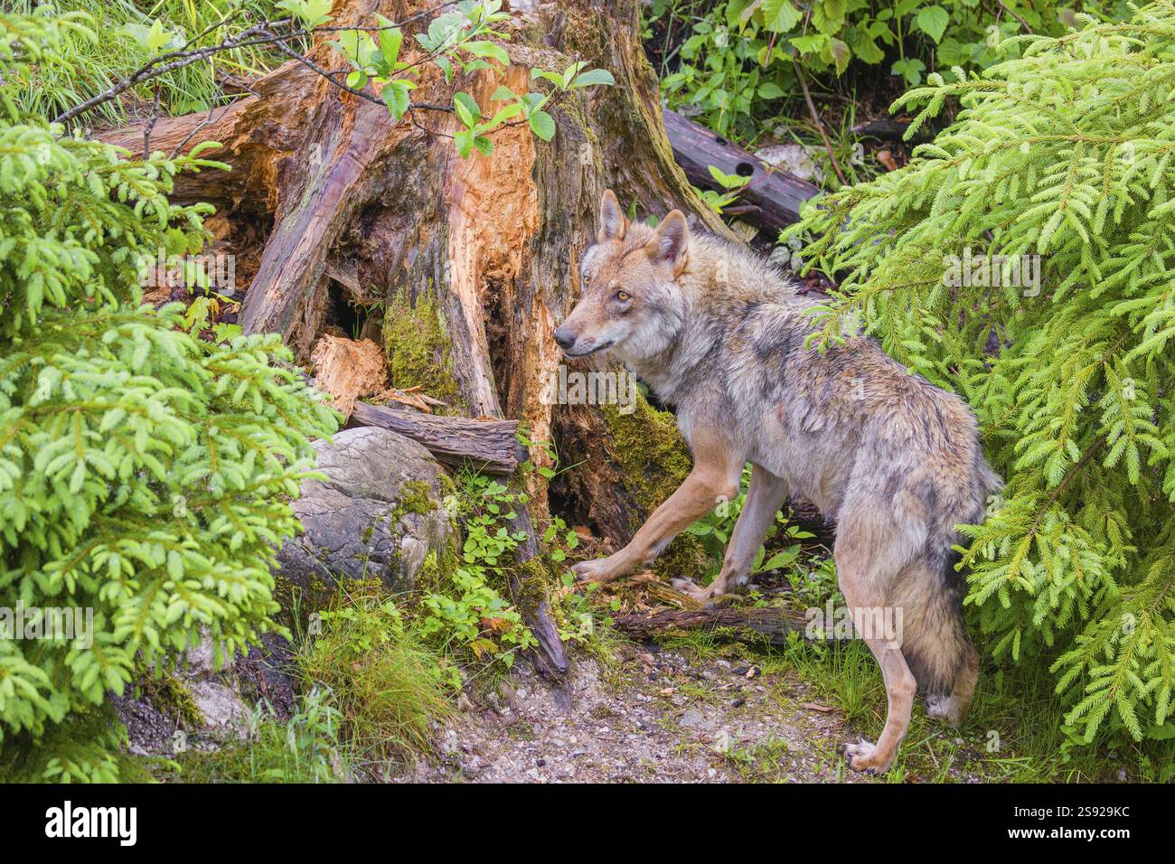A female Eurasian Grey Wolf (Canis lupus lupus) is digging for ...