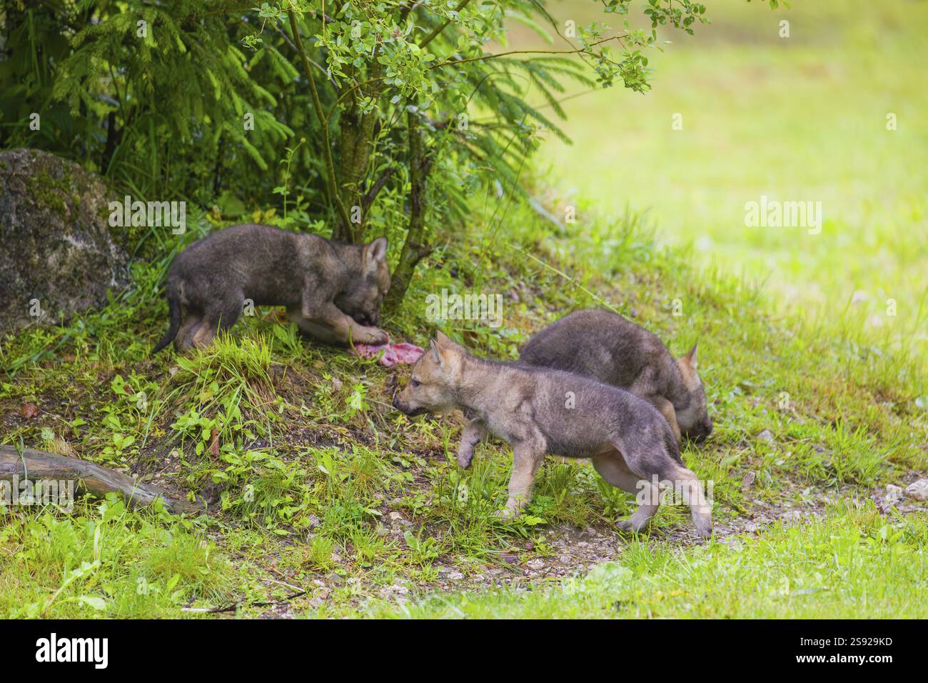 Gray wolf pups (Canis lupus lupus) eating meat near their den on a ...