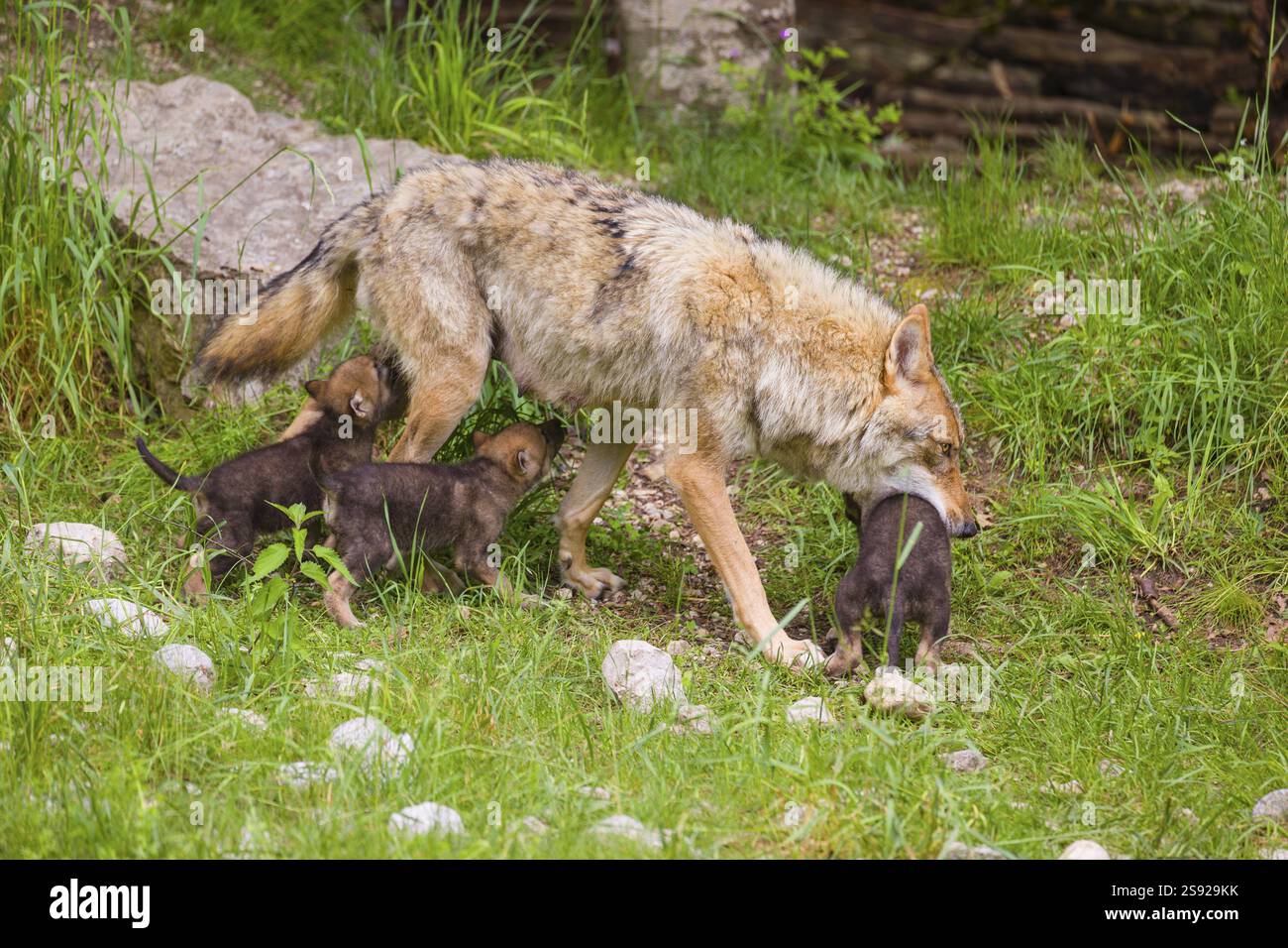 A female eurasian gray wolf (Canis lupus lupus) picks up a pup to carry ...
