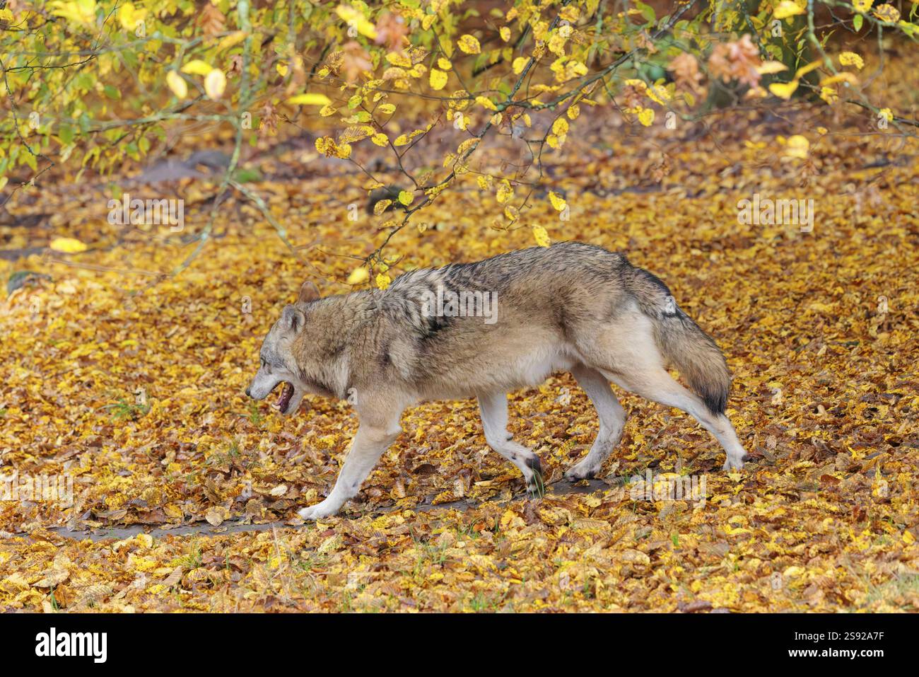 An adult male grey wolf (Canis lupus lupus) runs across a leaf covered ...