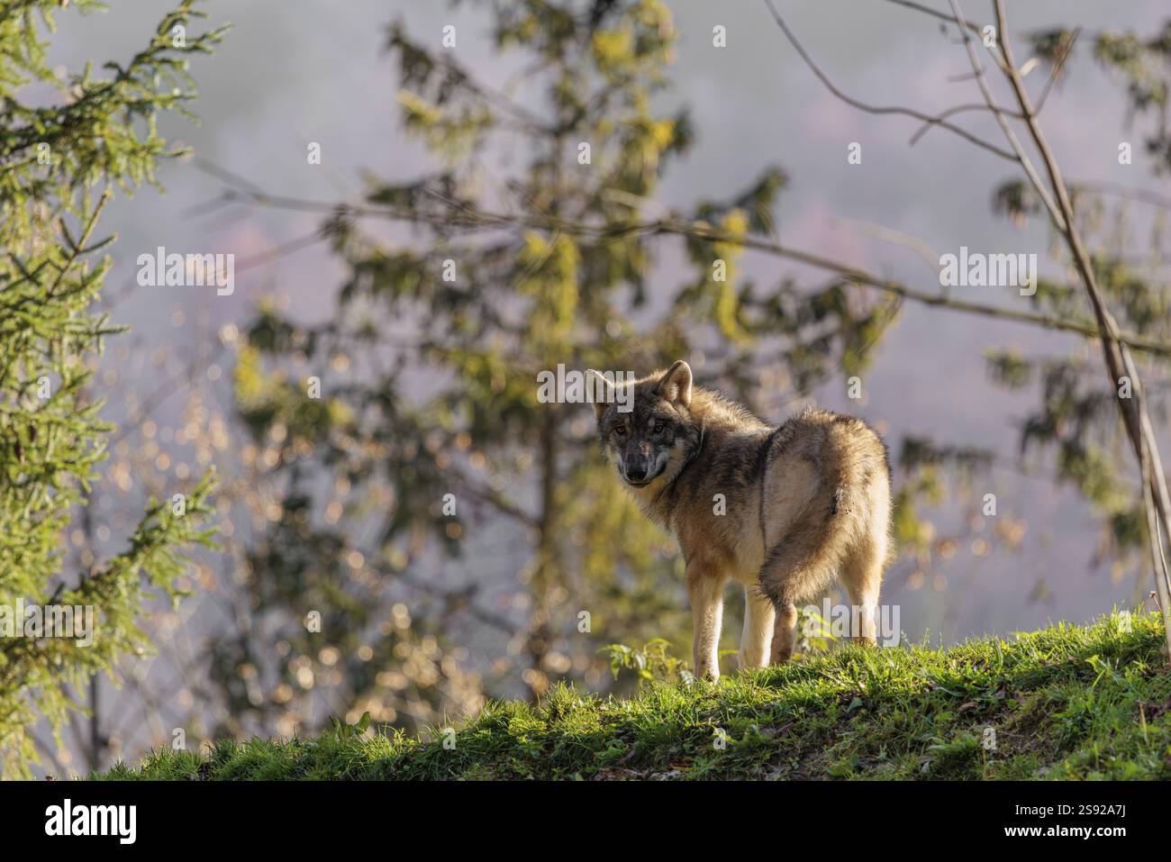 A male grey wolf (Canis lupus lupus) stands on the rim of a hill in ...