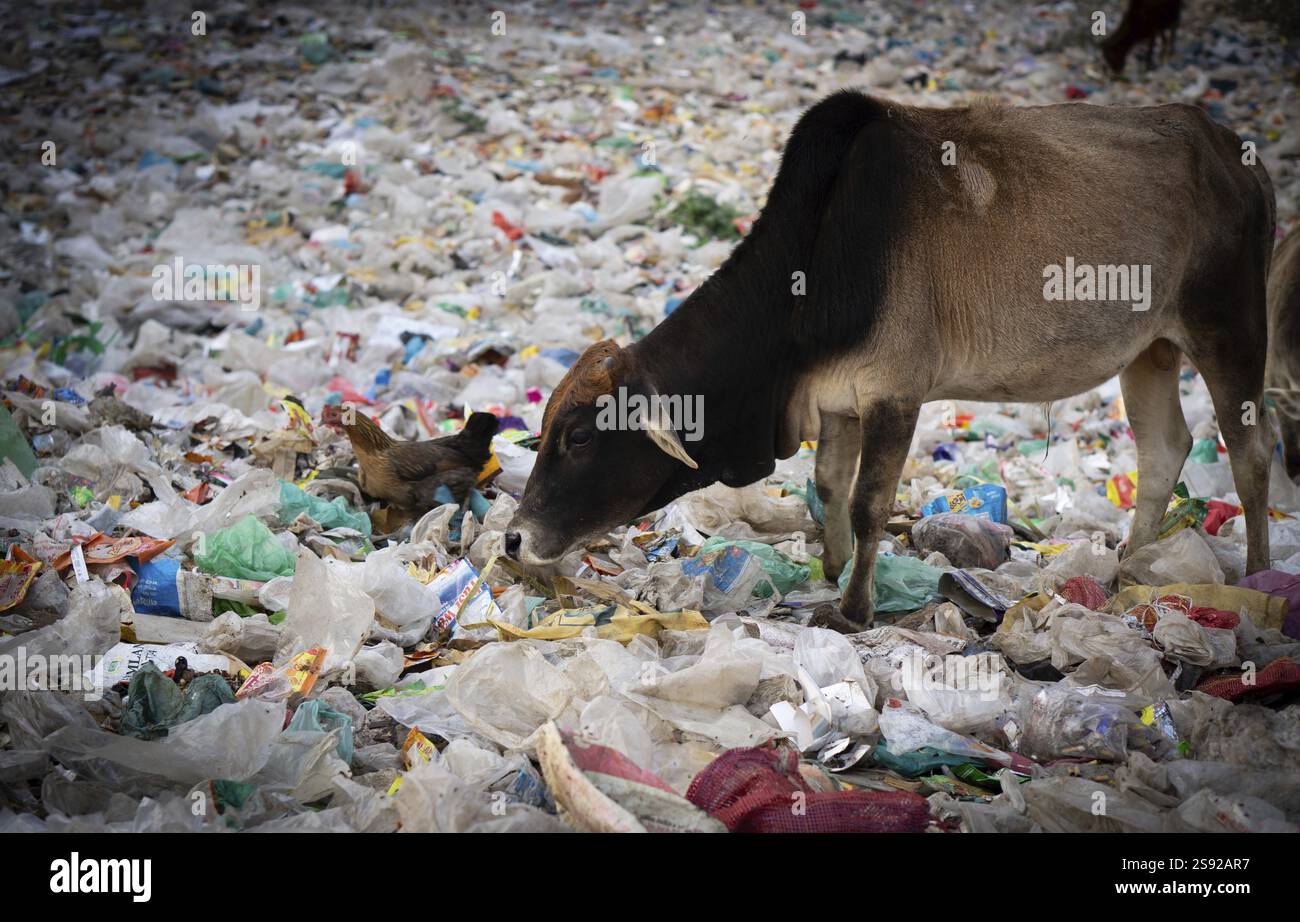 Cows and chickens searched for food in huge piles of garbage. A grim ...