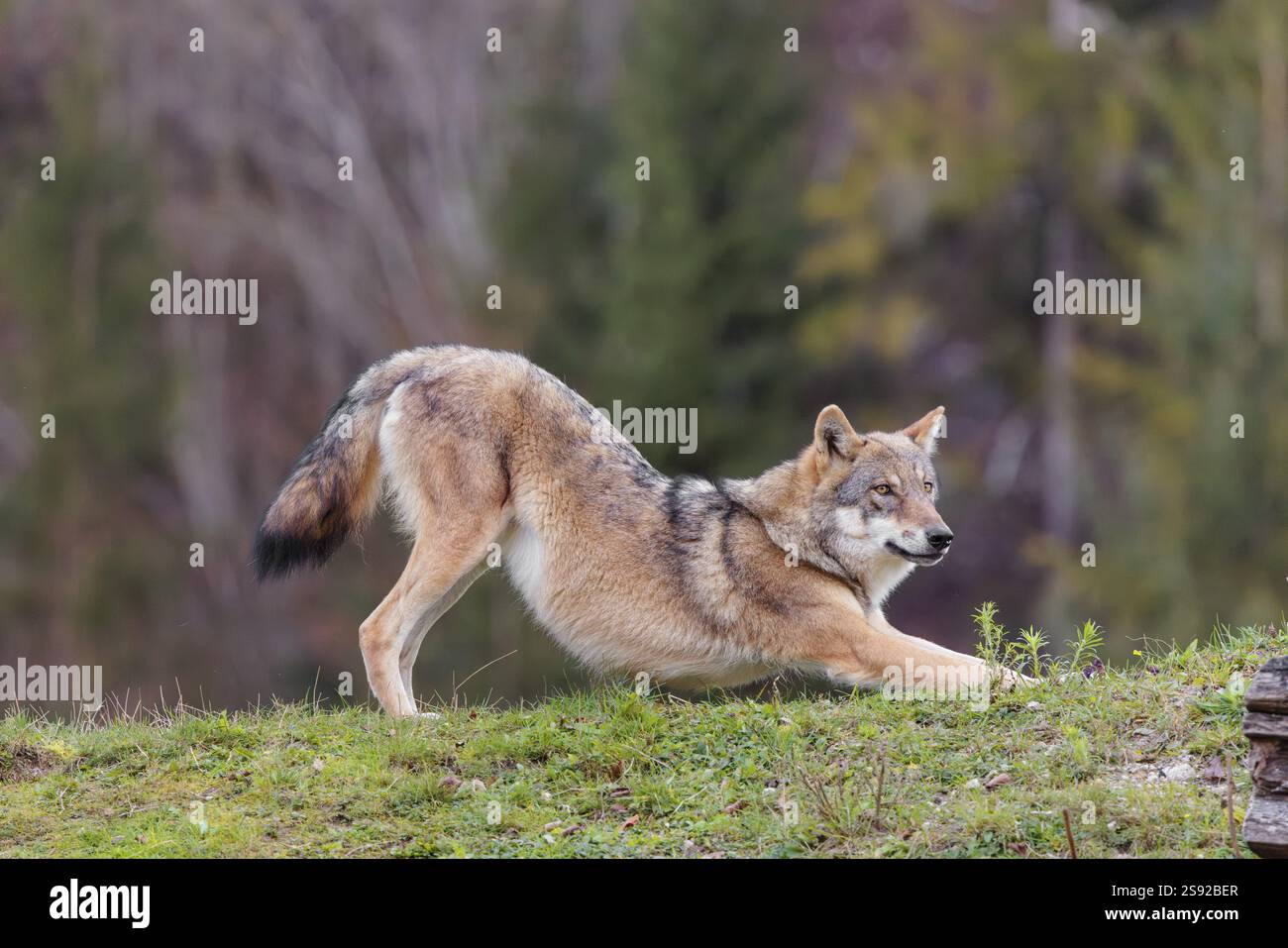 A female eurasian gray wolf (Canis lupus lupus) stretches out on a ...