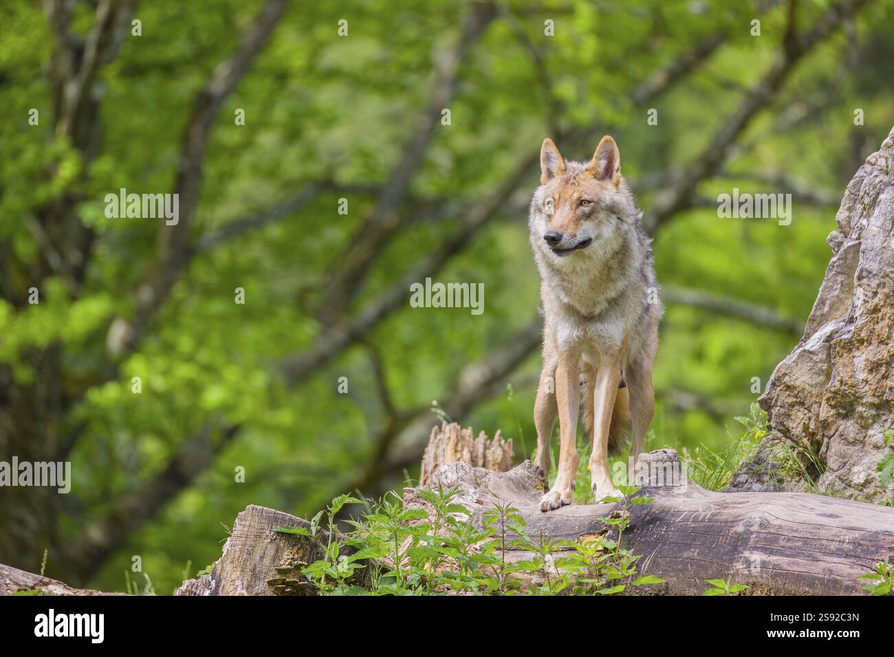 A female Eurasian Grey Wolf (Canis lupus lupus) is standing on a hill ...