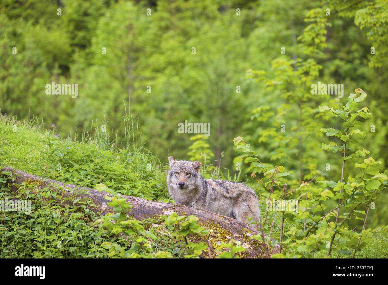 A male Eurasian gray wolf (Canis lupus lupus) stands on a hill, behind ...