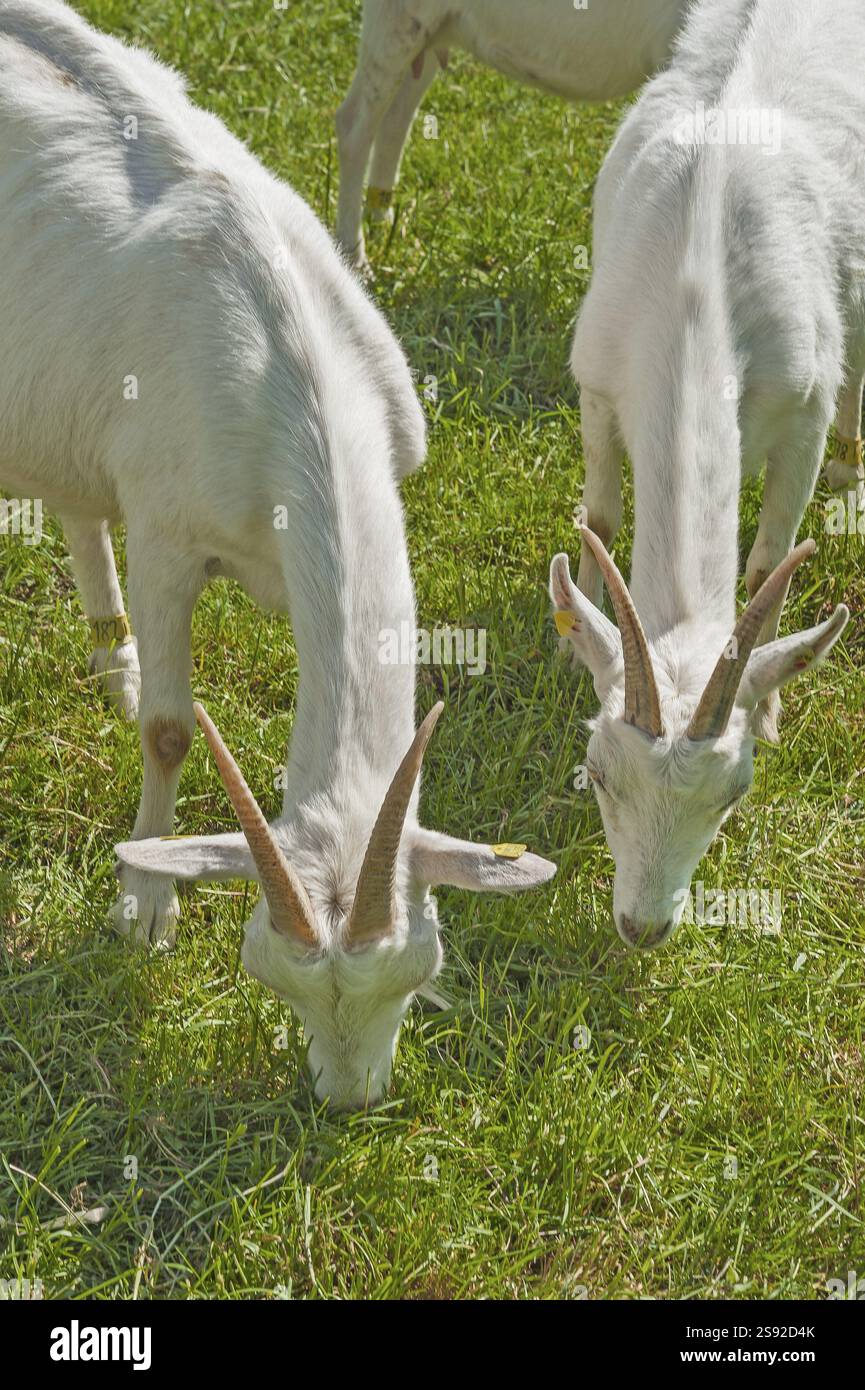 Three white goats in spring meadow, domestic goat (Capra aegagrus ...