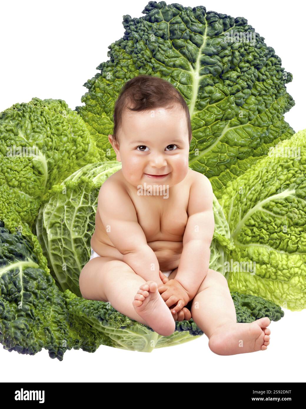 Happy little boy sits in cabbage leaves, against a white background ...