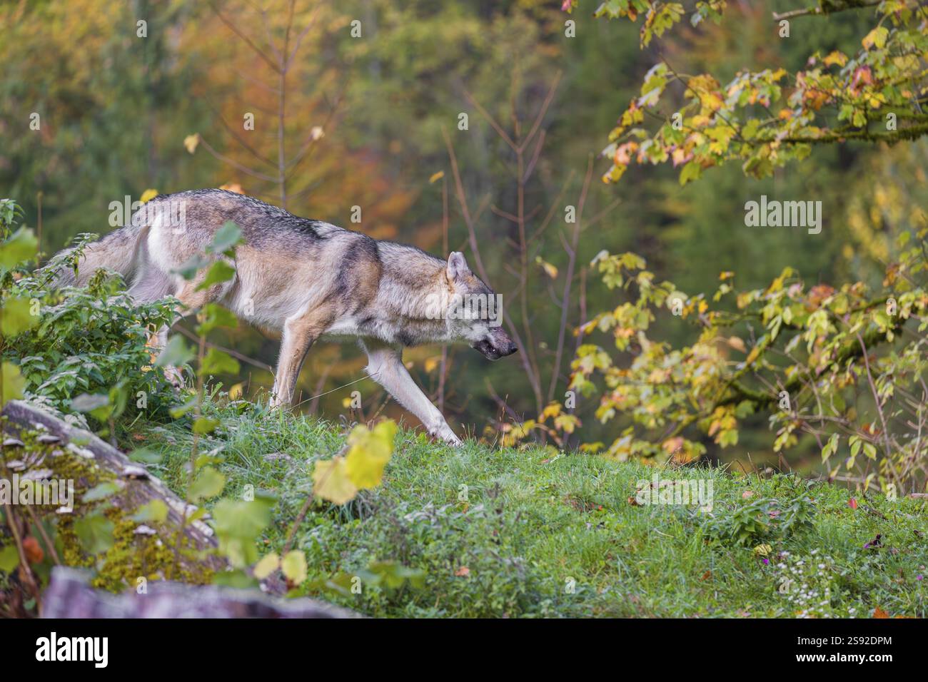 A Eurasian gray wolf (Canis lupus lupus) runs down a hill on a lying ...