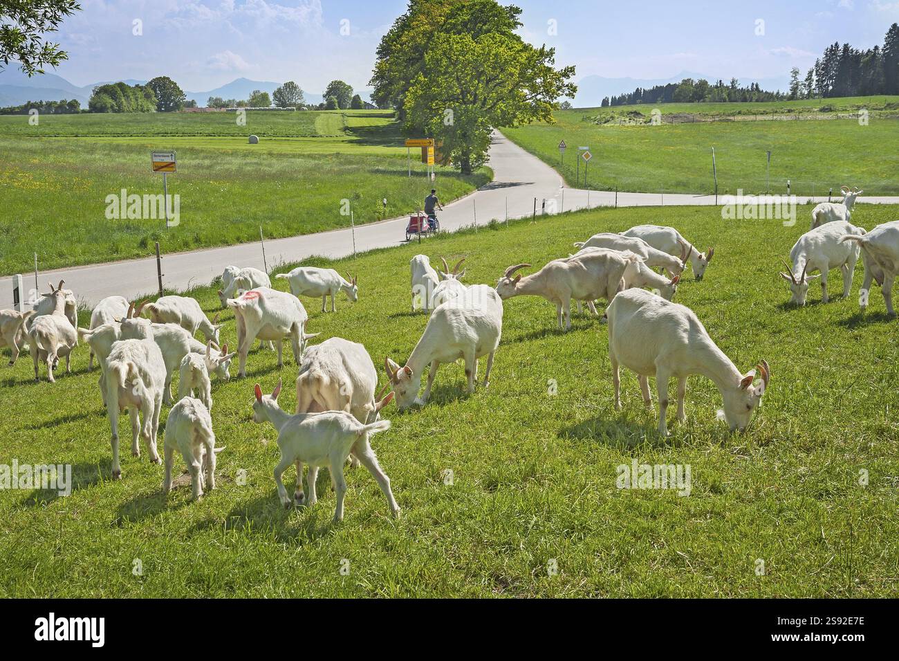 Blue sky and white goat herd in spring meadow, domestic goat (Capra ...