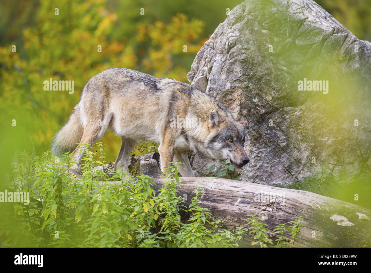 A Eurasian gray wolf (Canis lupus lupus) walks along a lying tree trunk ...