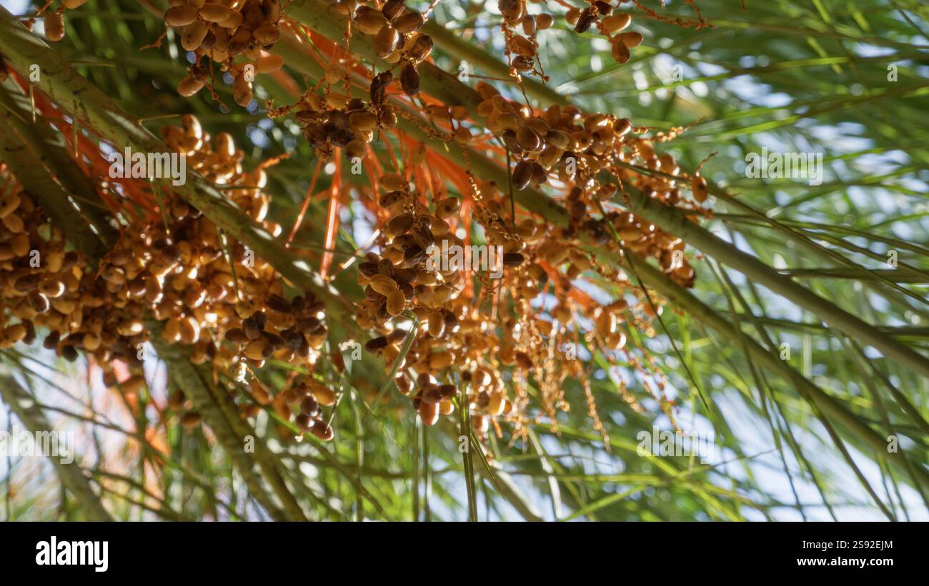 Cluster of ripe dates hanging from green palm tree fronds, basking in ...