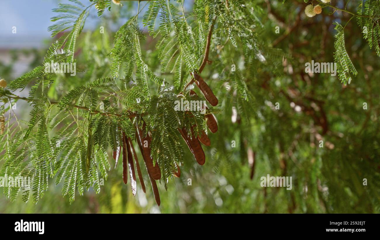 Acacia tree with green leaves and brown pods in sunny outdoor murcia ...