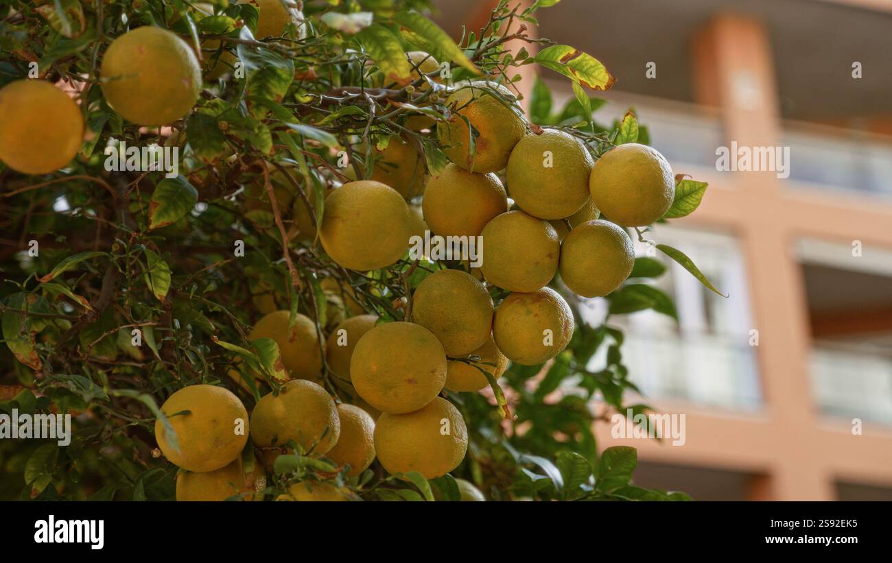Orange tree in murcia, spain with ripe citrus fruits contrasting ...