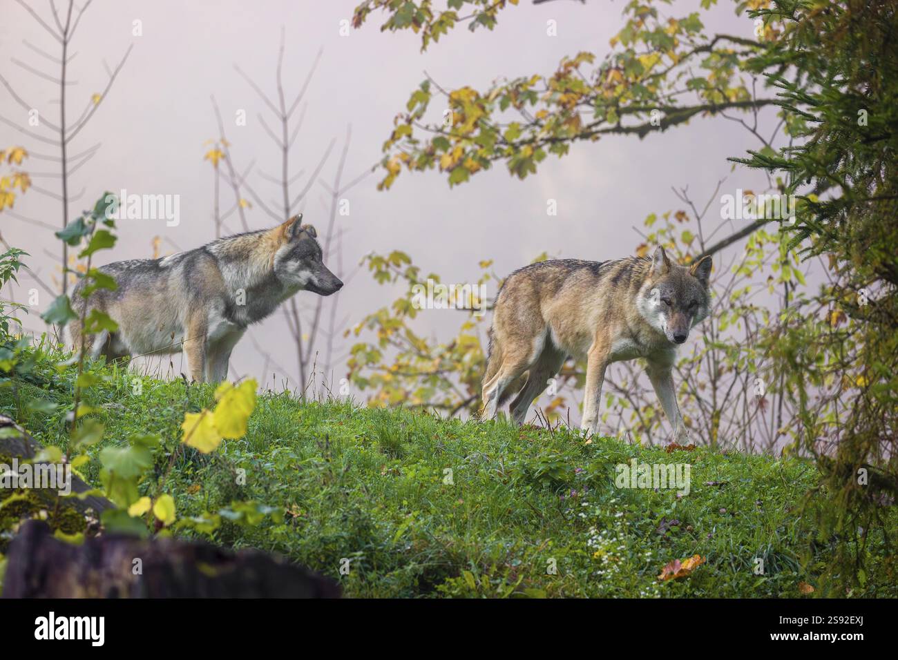 Two eurasian gray wolves (Canis lupus lupus) stand in a meadow on a ...