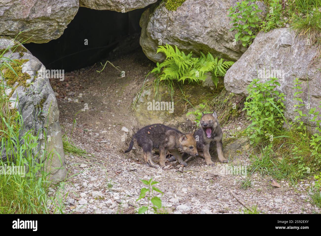 Two eurasian gray wolf (Canis lupus lupus) pups stand in front of their ...